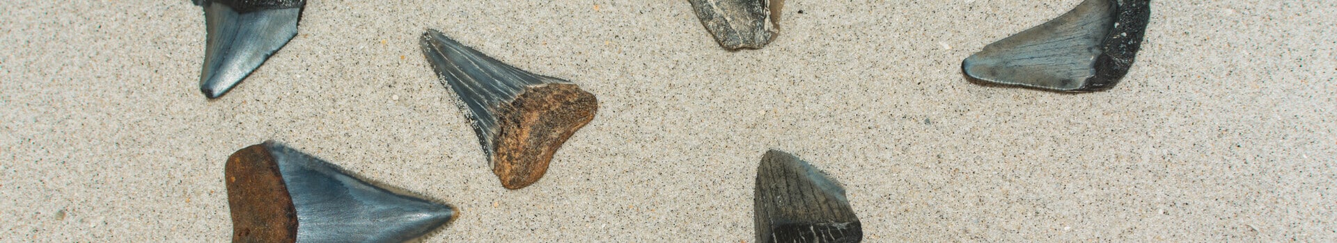 Haaientanden zoeken in Zeeland: dit zijn de beste plekken